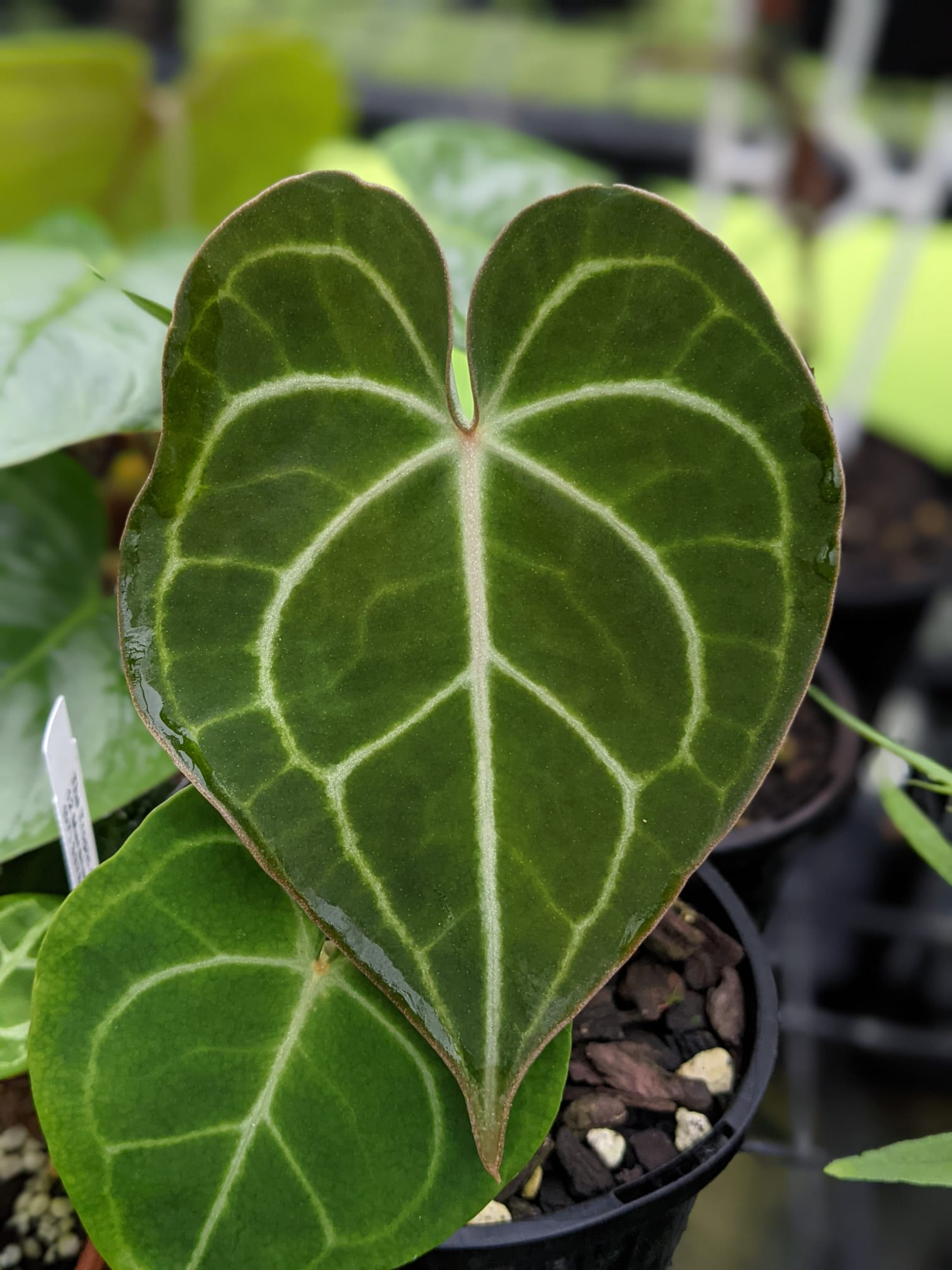 Anthurium – The Tropic Gardener