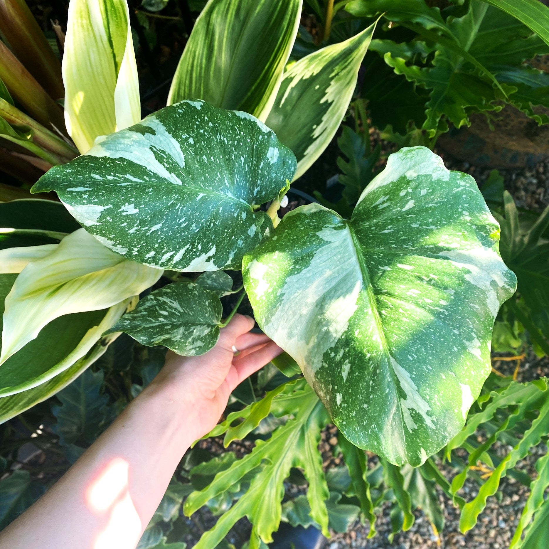Monstera – The Tropic Gardener