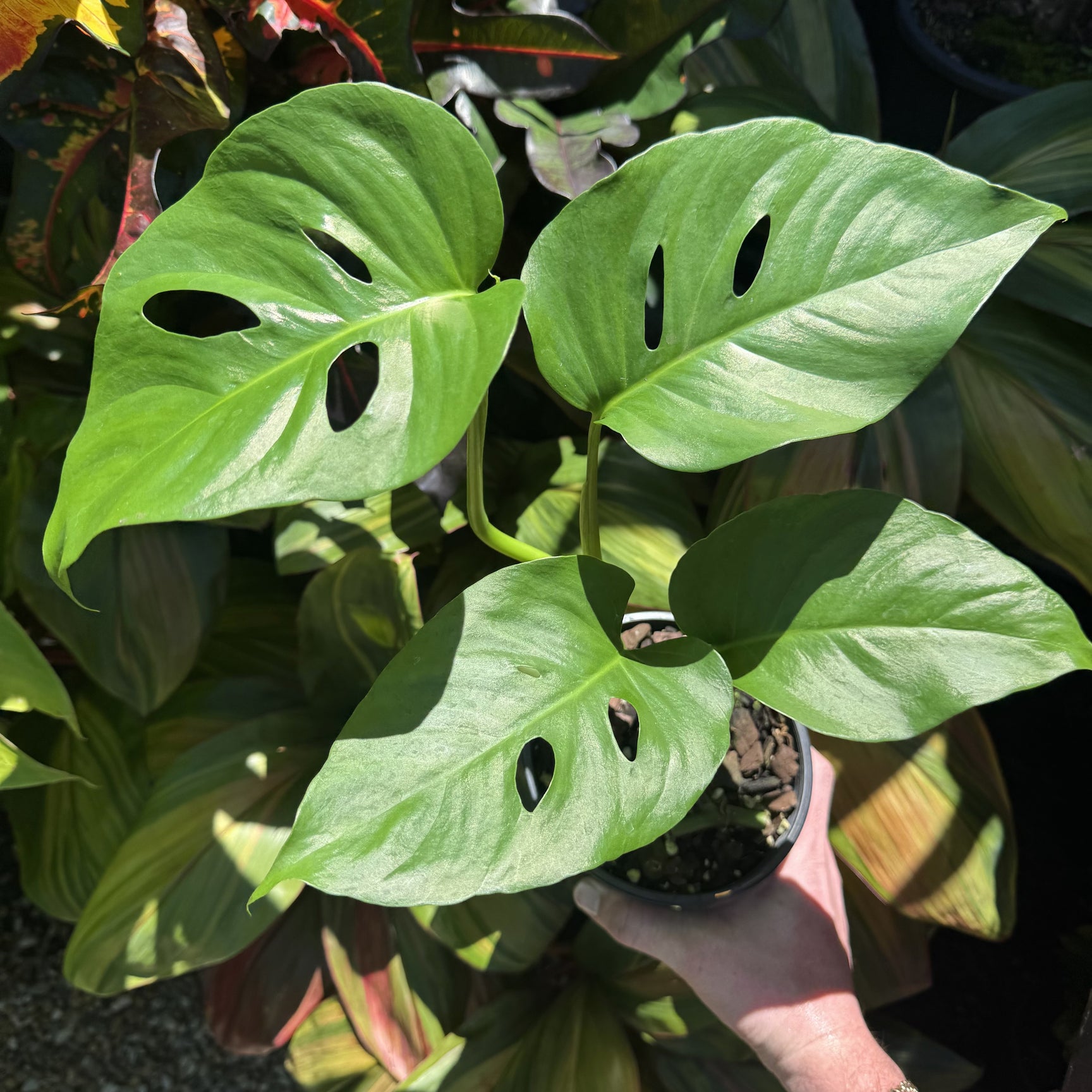 Monstera – The Tropic Gardener